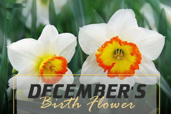 Best Flowers for Men and What They Secretly Say - Buy Any Flower Blog